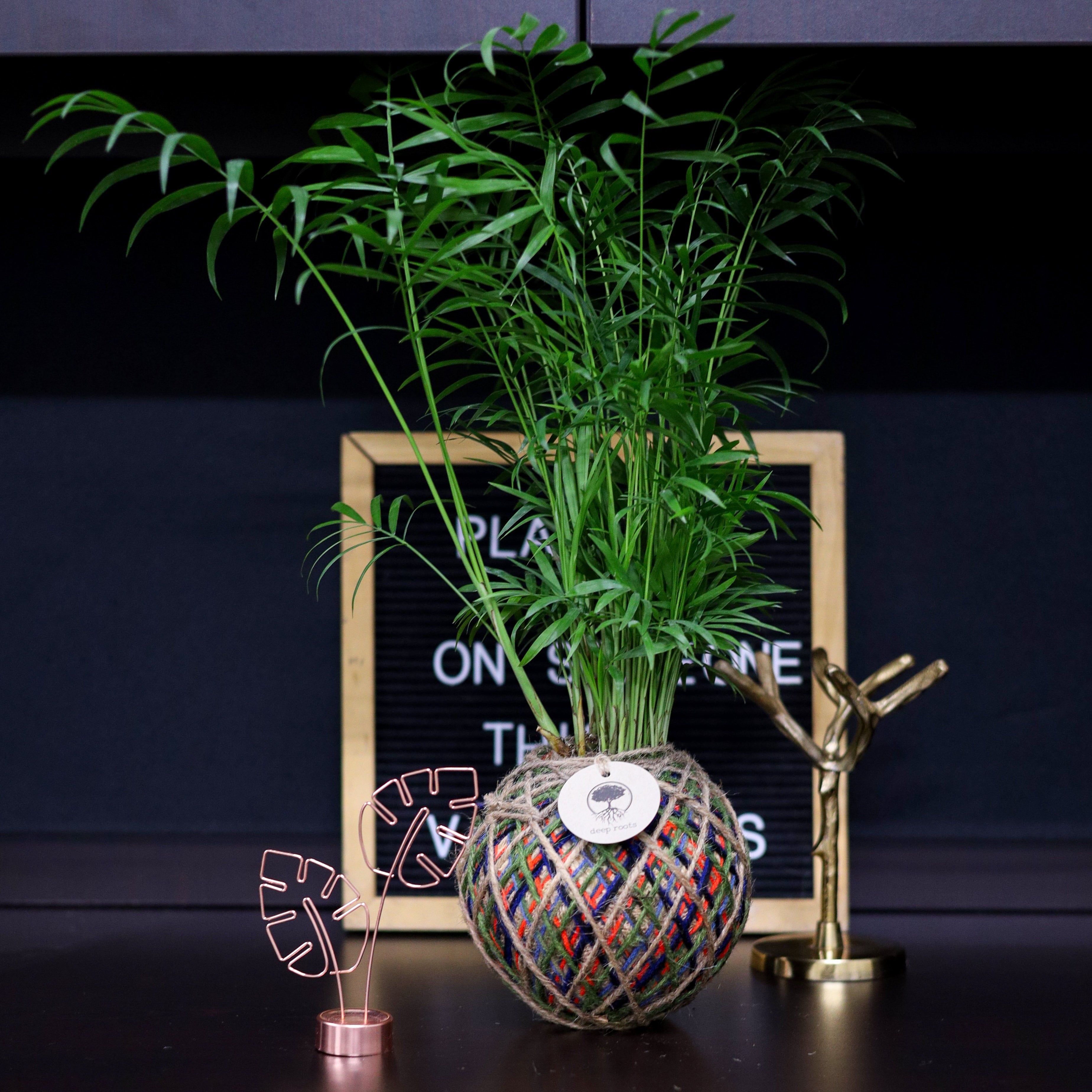 Palm, Parlor | Deep Roots, Inc.