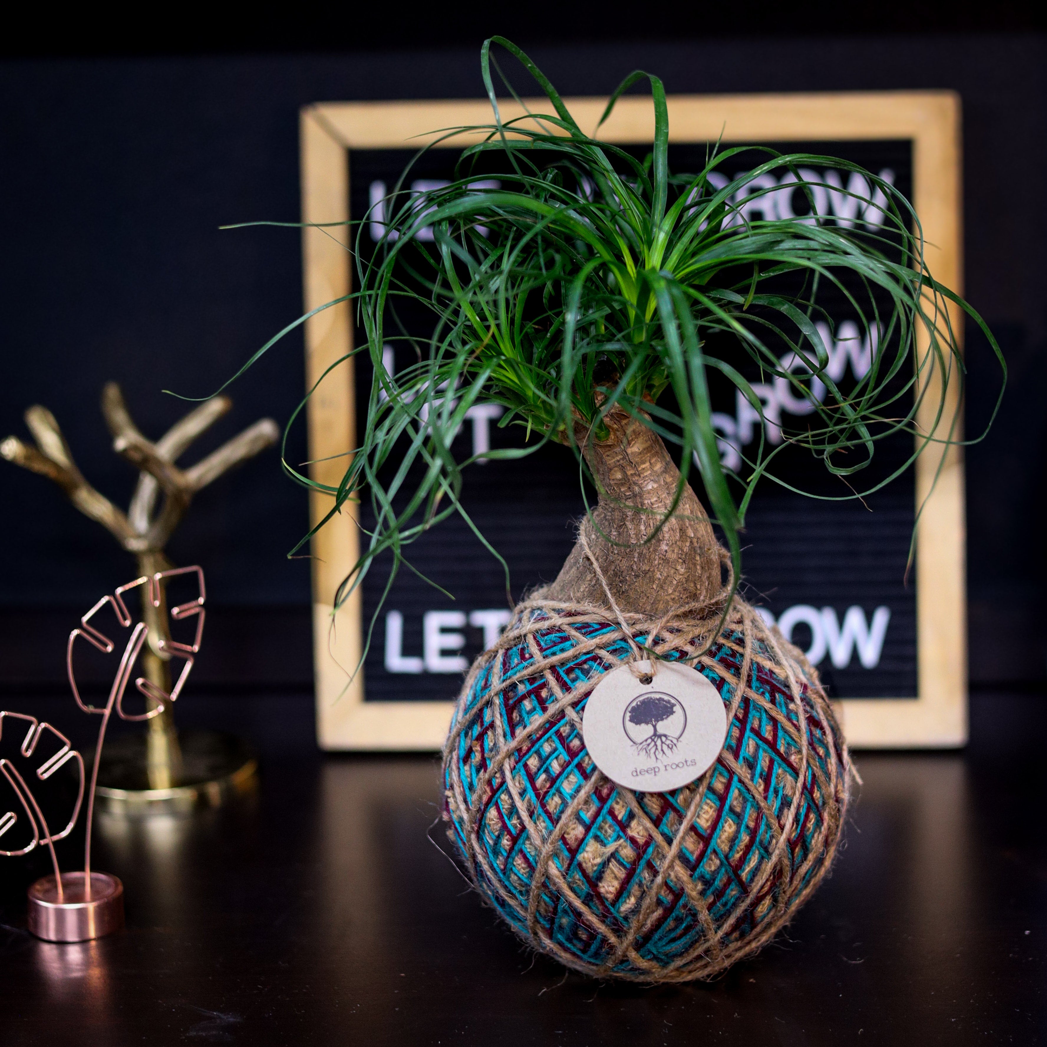 Palm, Ponytail | Deep Roots, Inc.