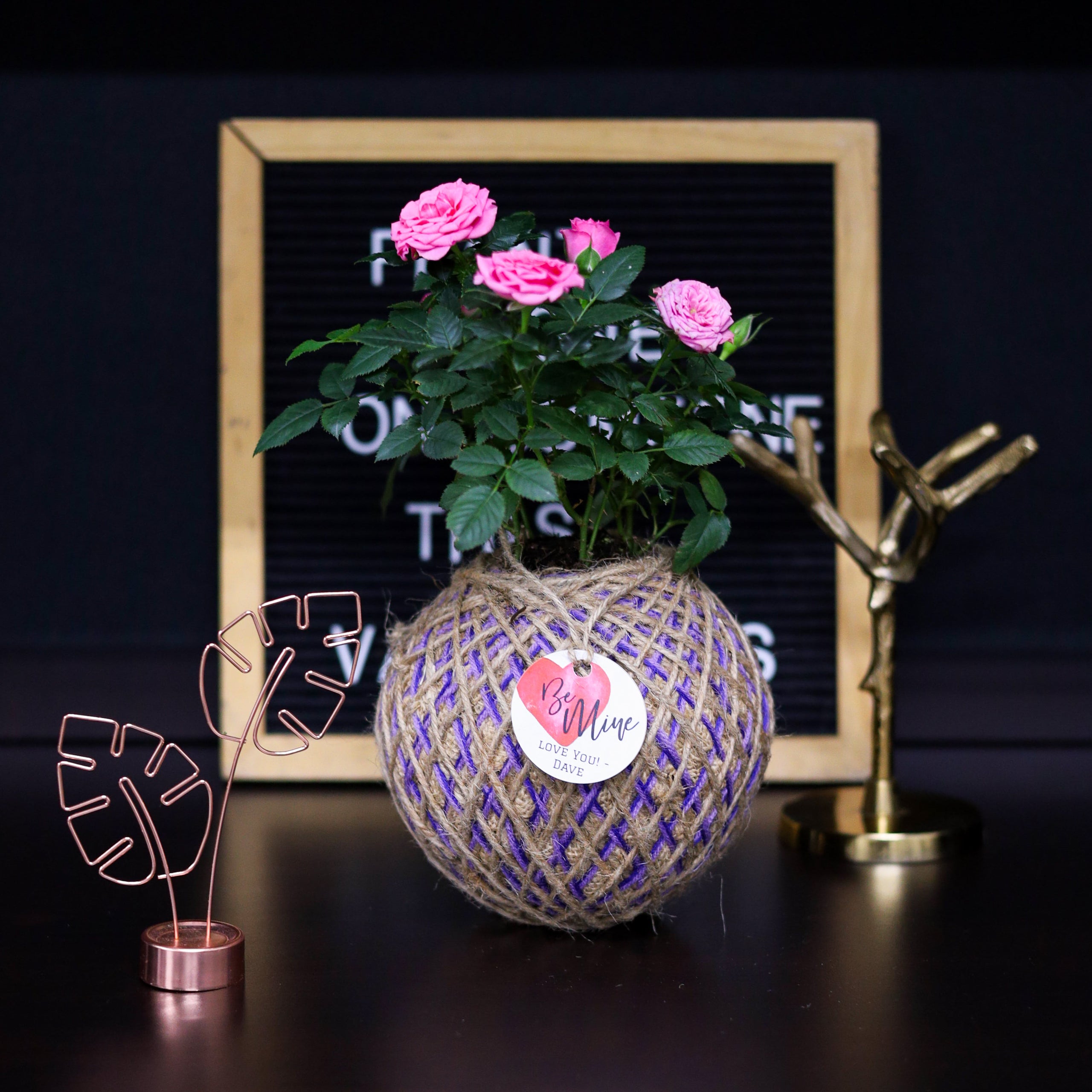 Miniature Rose Bush Kokedama Deep Roots Inc