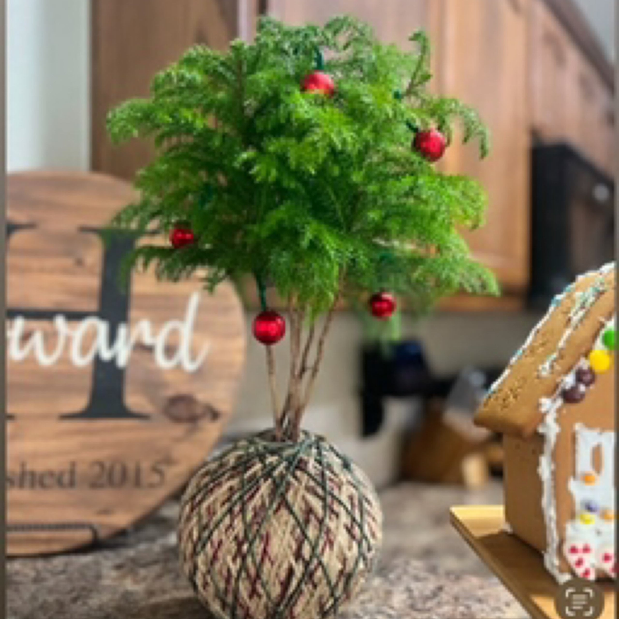 Norfolk Pine (LARGE) - Kokedama | Deep Roots, Inc.