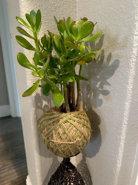 Jade | Deep Roots, Inc.