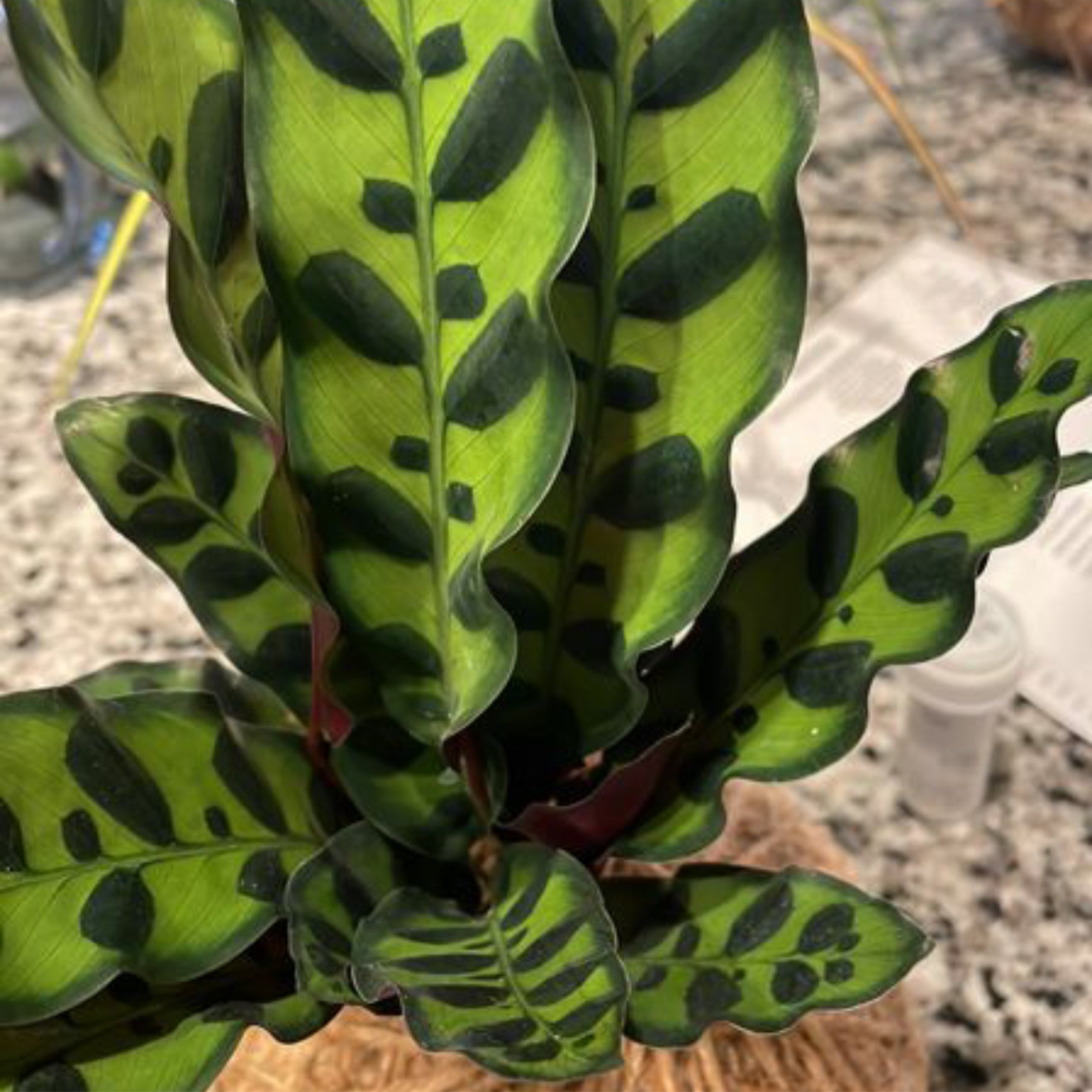 Rattlesnake Plant | deep roots, inc.