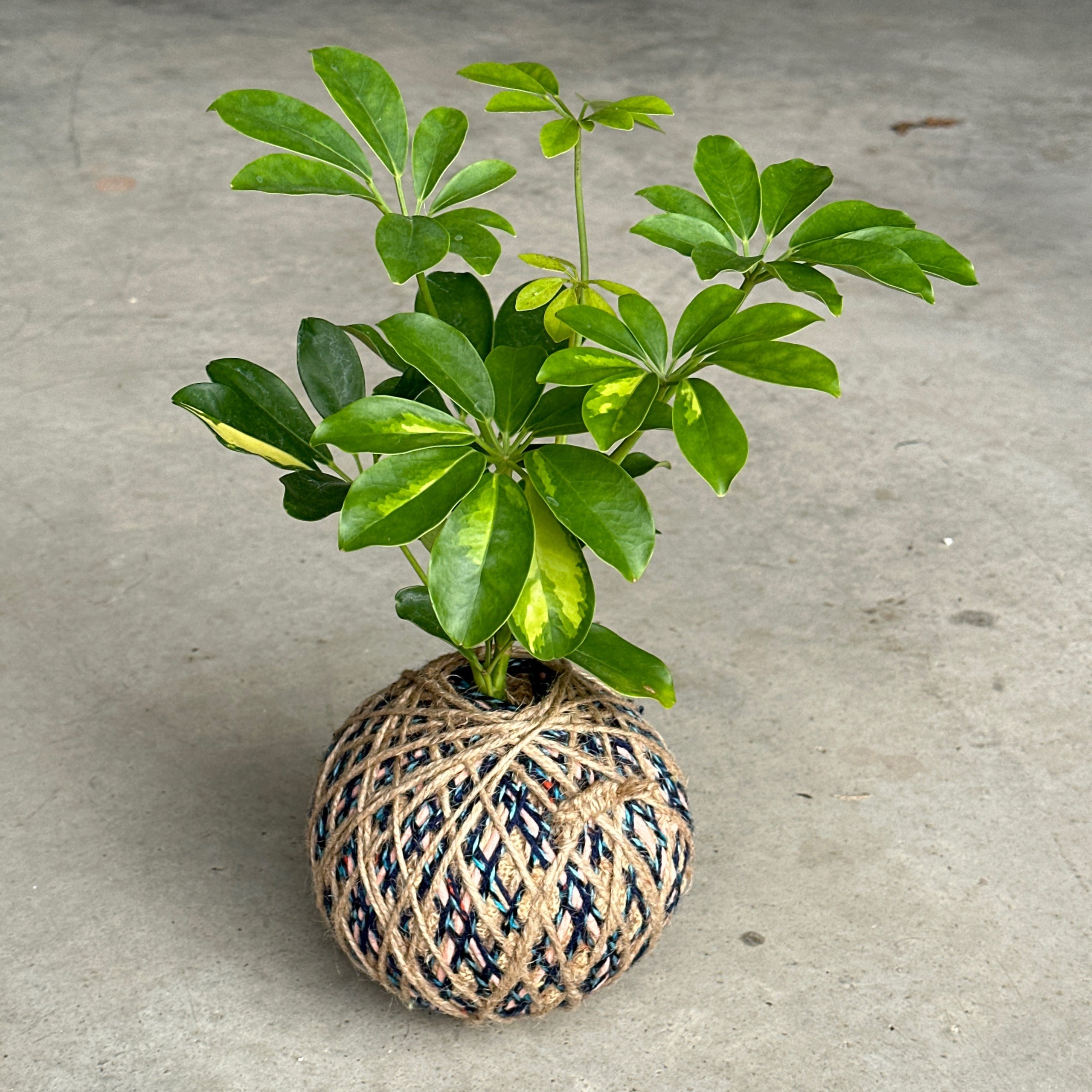 Dwarf Umbrella Tree | Deep Roots Inc.