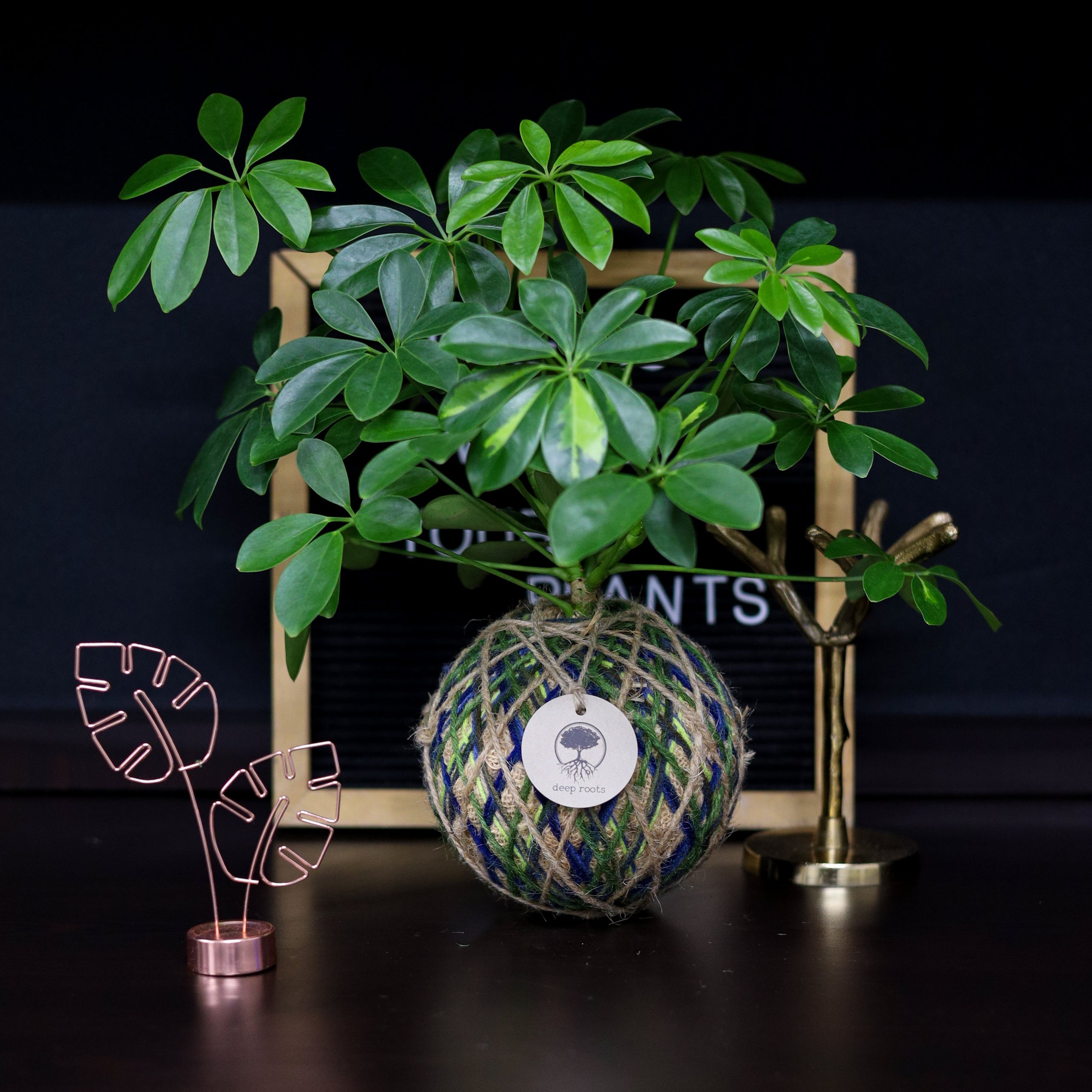Dwarf Umbrella Tree - Kokedama | Deep Roots, Inc.